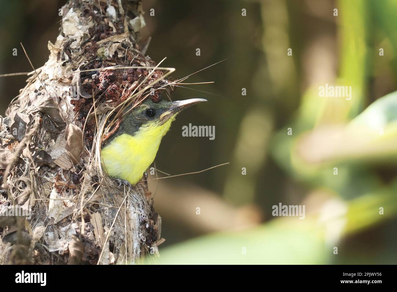 juvenile purple sunbird (cinnyris asiaticus) in the nest in a indian ...