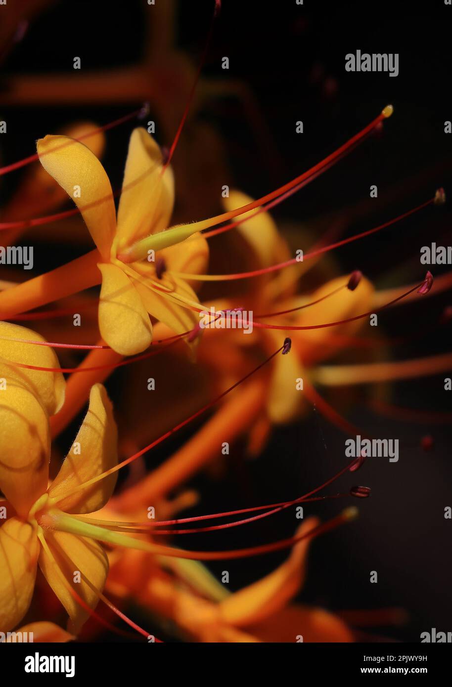 ashoka flowers in bloom, saraca asoca or ashoka is an important tree in ...