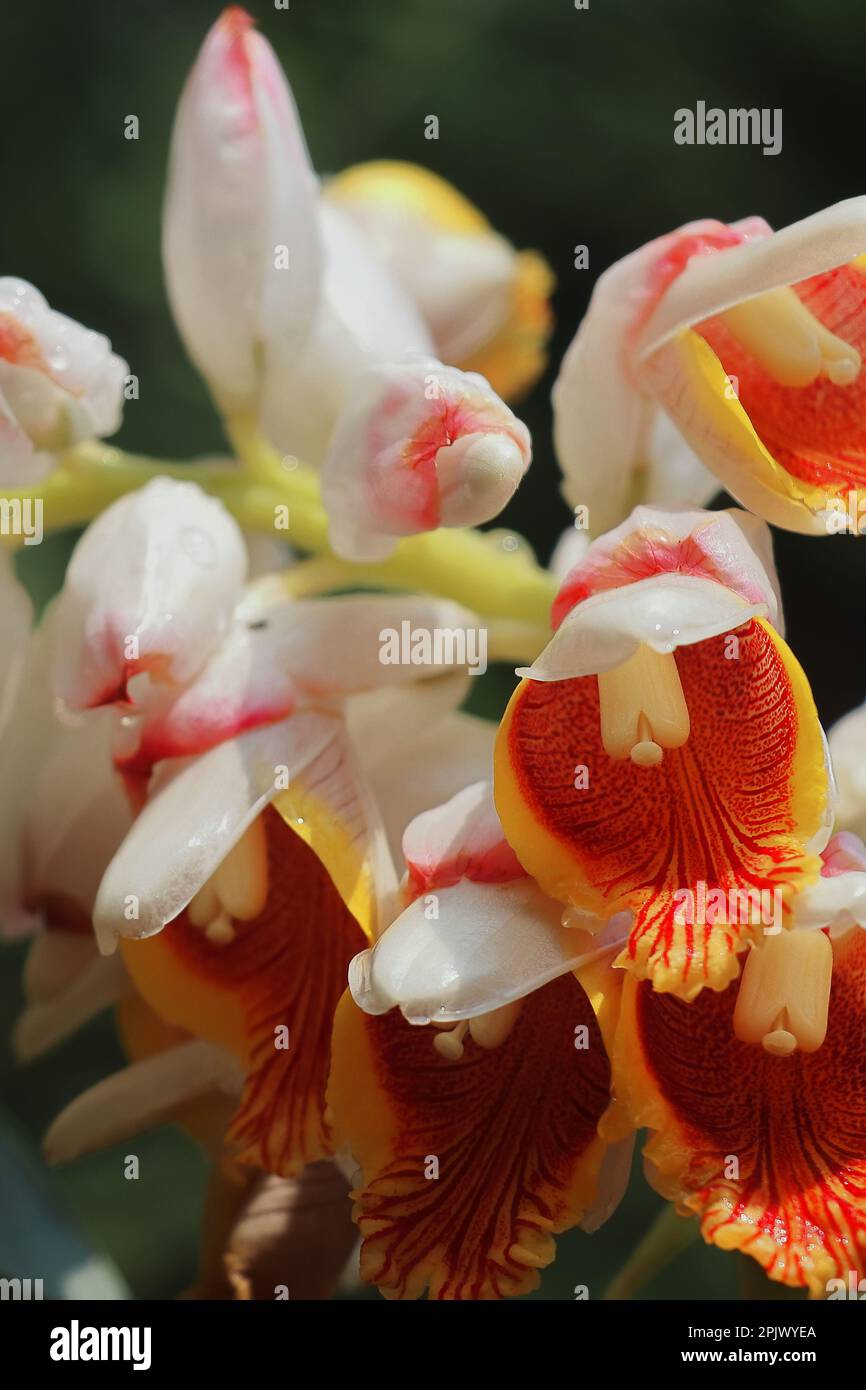cardamom (badi elaichi) flowers blooming in spring, beautiful exotic ...