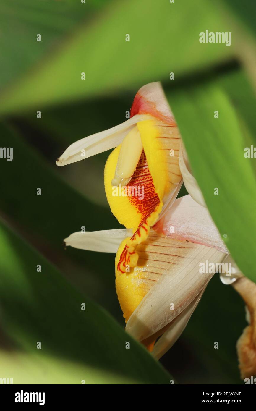 cardamom (badi elaichi) flowers blooming in spring, beautiful exotic ...