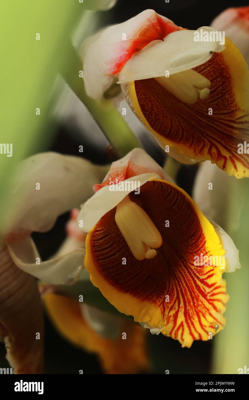 cardamom (badi elaichi) flowers blooming in spring, beautiful exotic ...