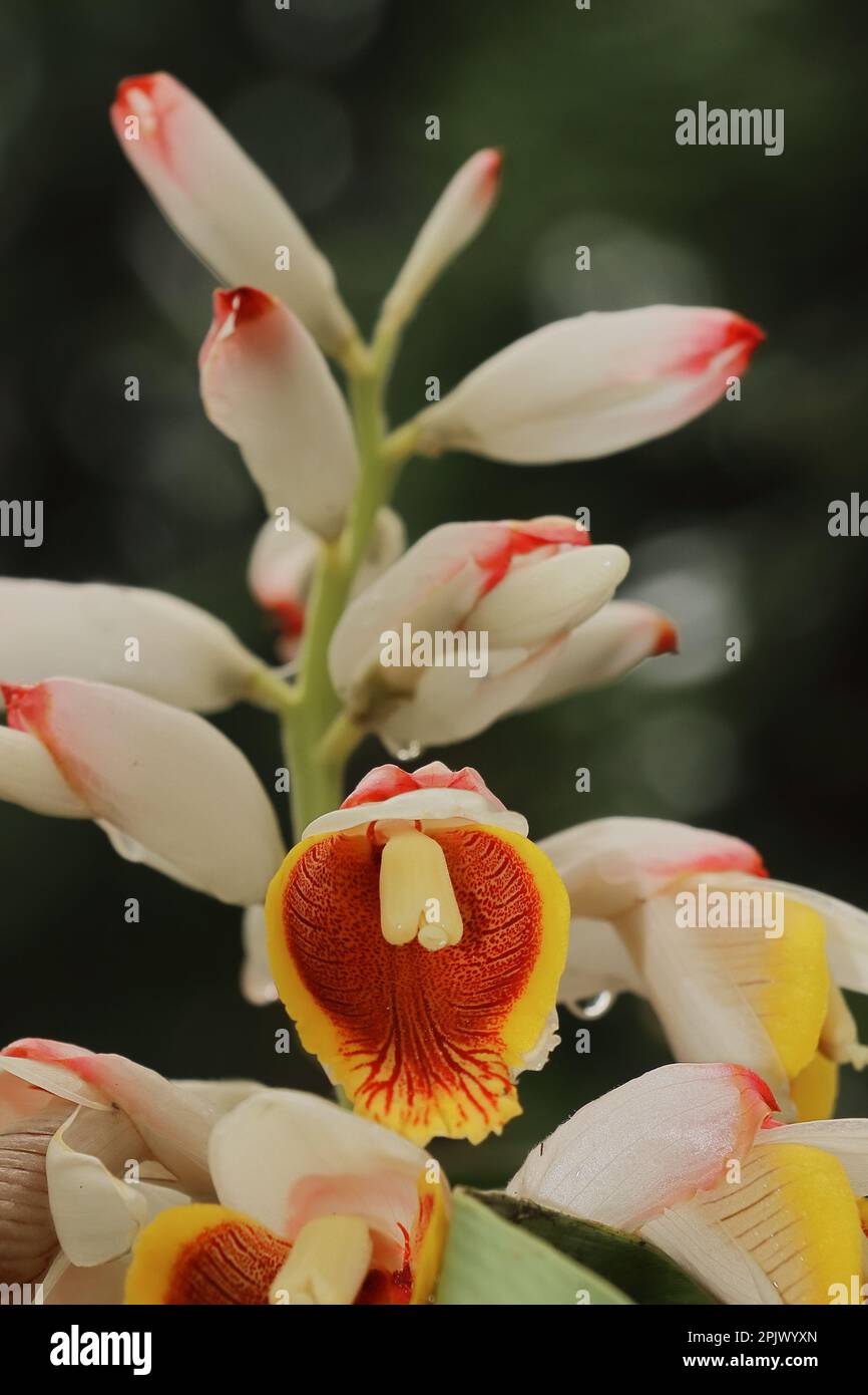 cardamom (badi elaichi) flowers blooming in spring, beautiful exotic ...