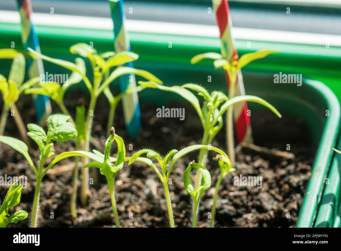 Tomato plant seedlings growing at home nursery in england uk Stock ...