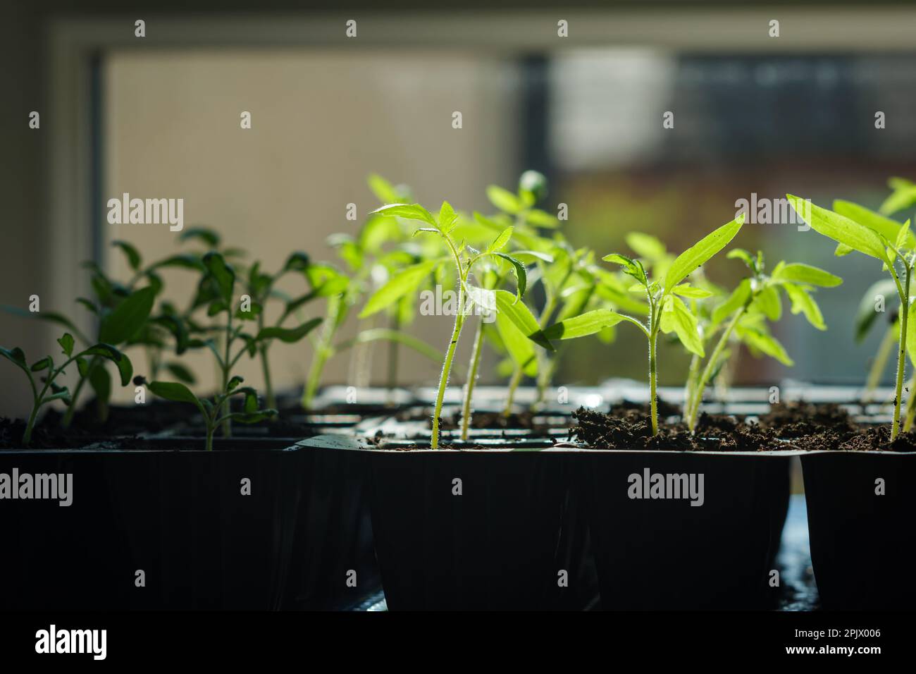 Tomato plant seedlings growing at home nursery in england uk Stock ...