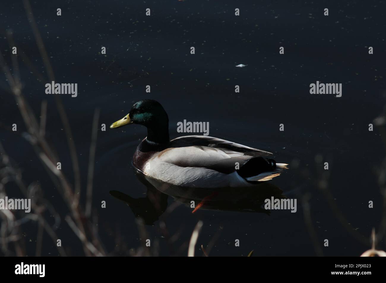 Anas platyrthynchos, Male Mallard duck, Male Mallard duck at canal bank ...