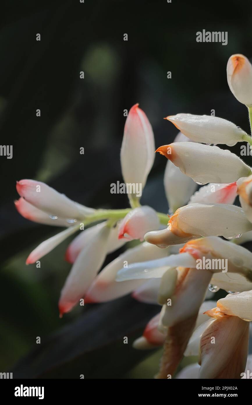 cardamom (badi elaichi) flowers blooming in spring, beautiful exotic ...