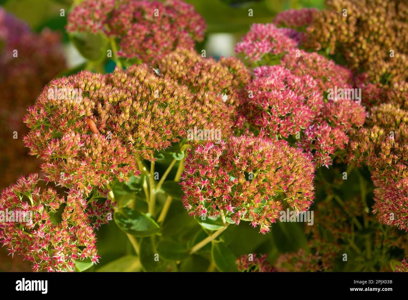 Blooming flower cluster hi-res stock photography and images - Alamy