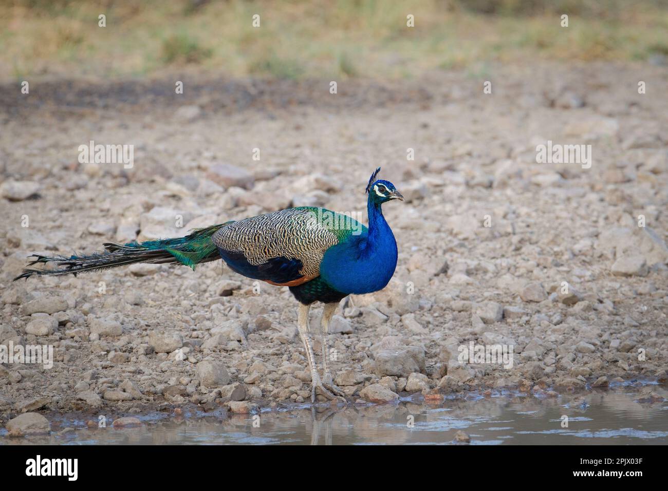National Bird Of India The Peacock Luckygames Peacock National Bird