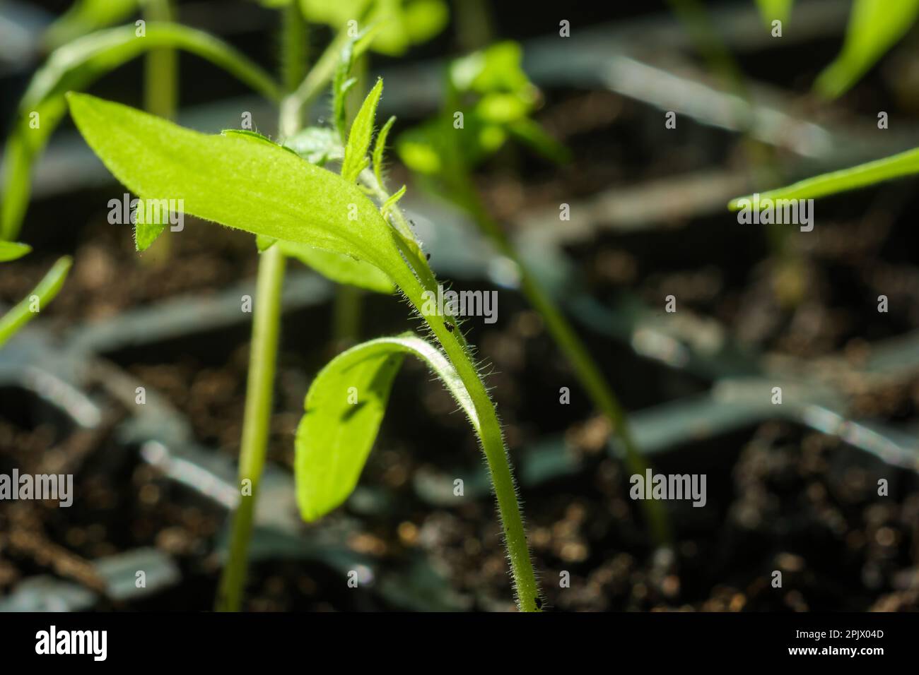 Tomato plant seedlings growing at home nursery in england uk Stock ...