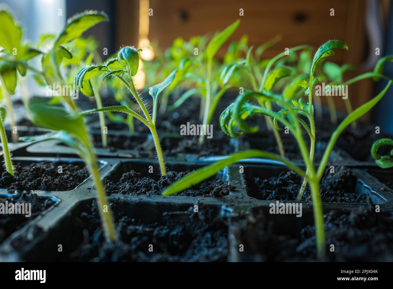 Tomato plant seedlings growing at home nursery in england uk Stock ...