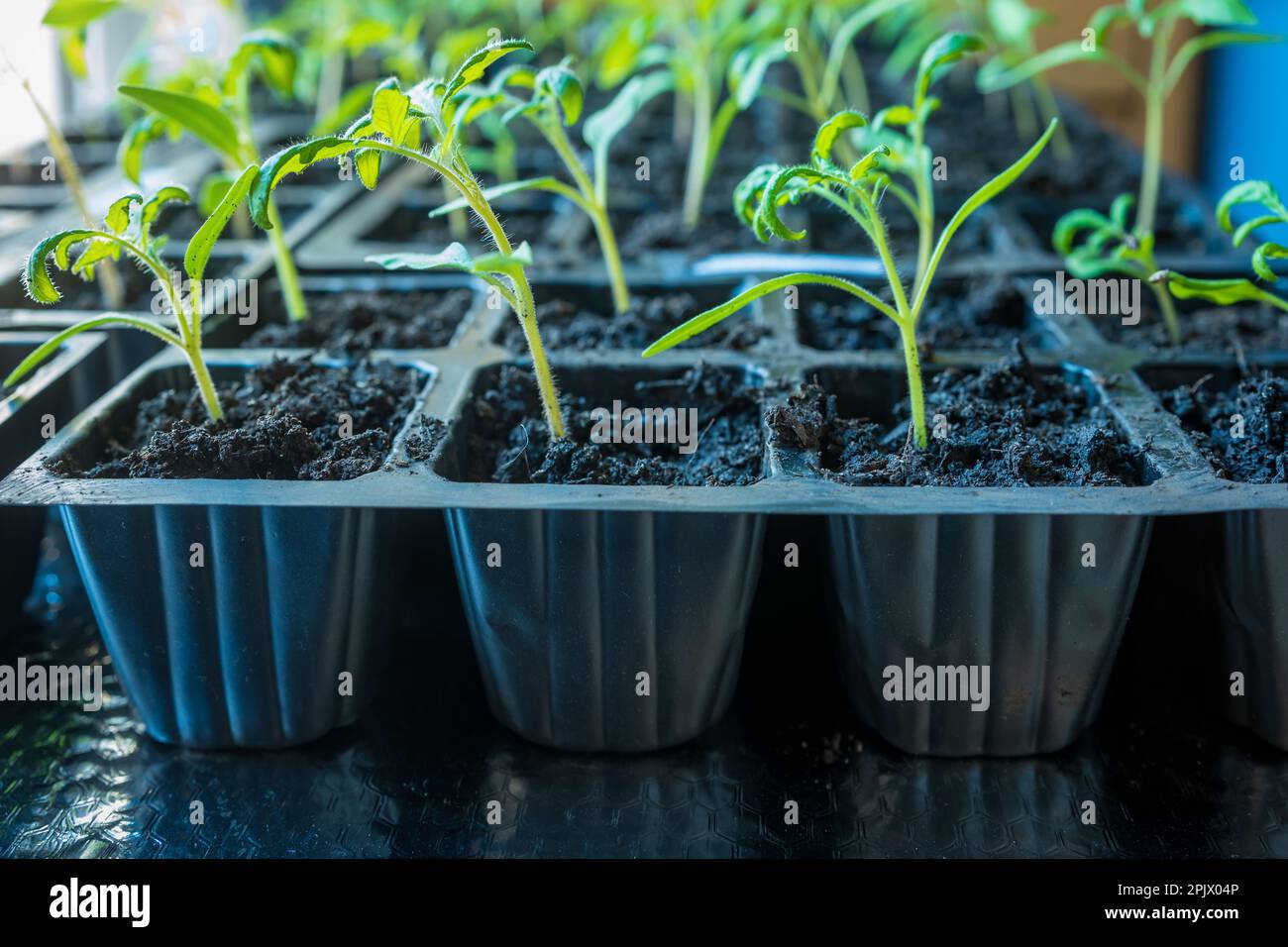 Tomato plant seedlings growing at home nursery in england uk Stock ...