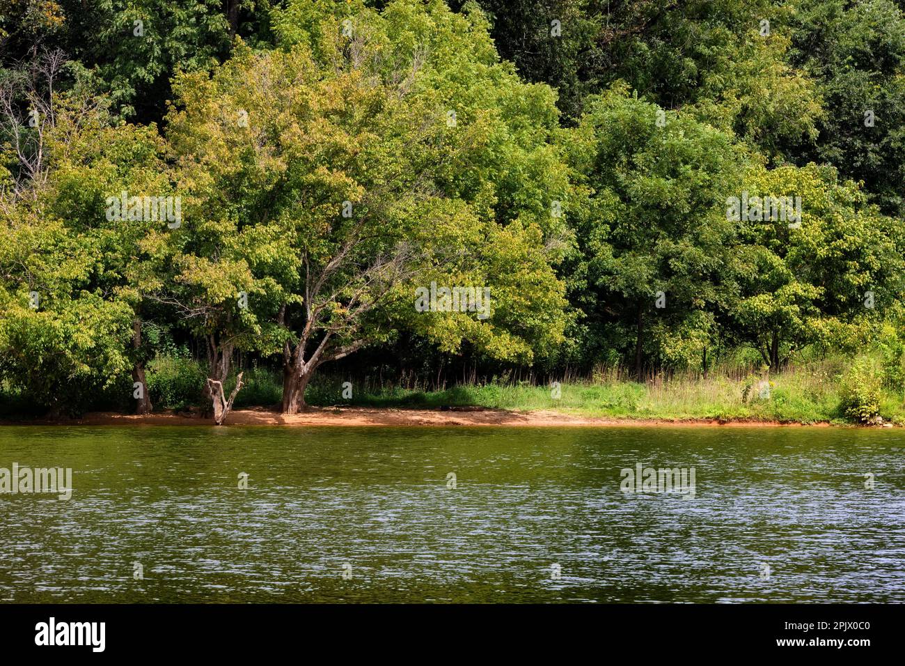 Forest trees line the banks of the Holston River in Kingsport, Tennesse ...