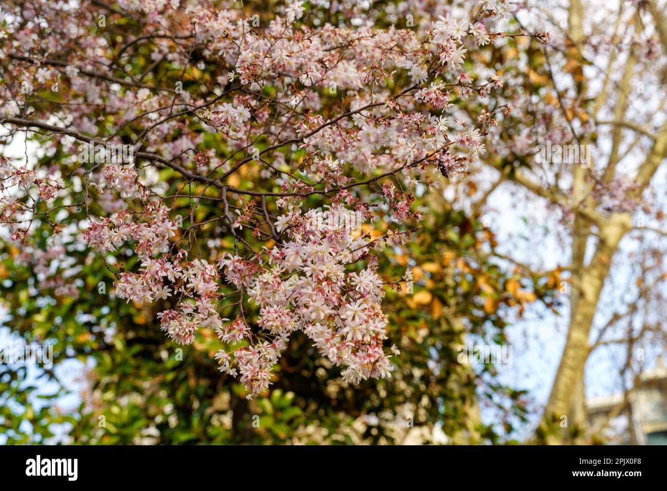 Piazza damiano chiesa hi-res stock photography and images - Alamy
