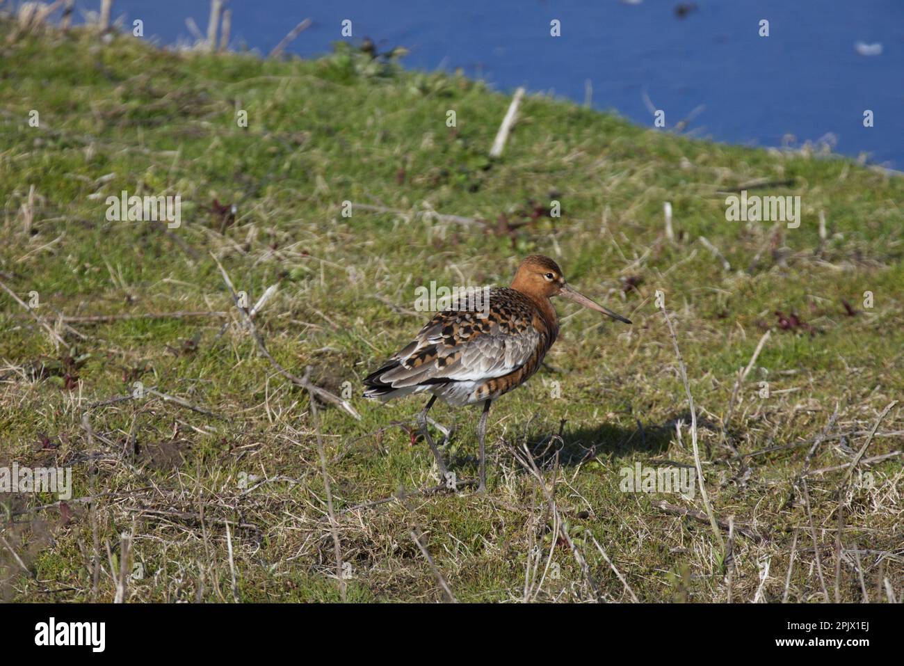 Male Bar-tailed Godwit - Limosa tapponica Stock Photo - Alamy