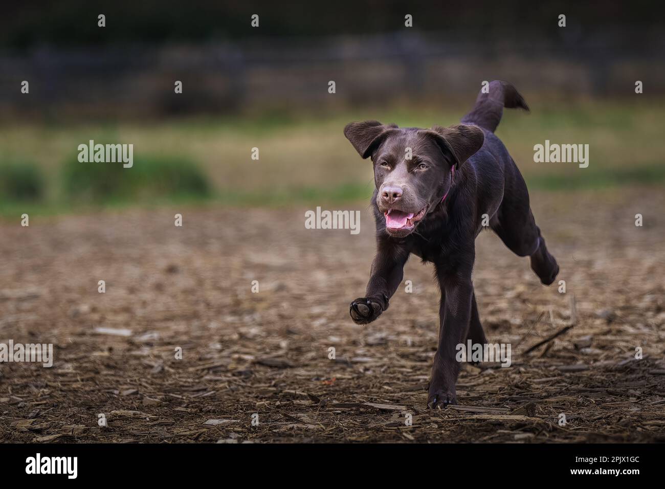 A playful brown labrador puppy running across a field, with mouth open ...
