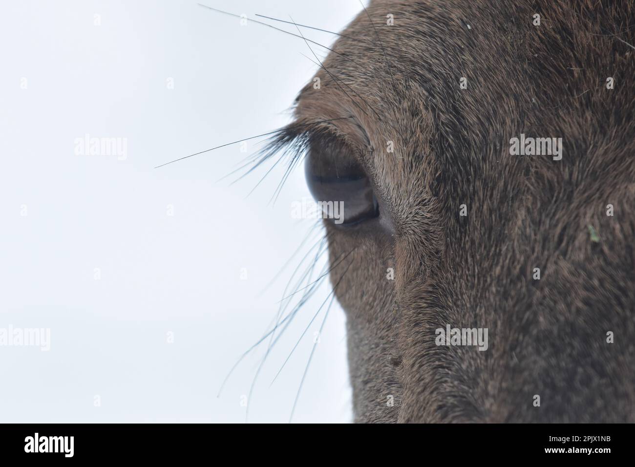 Close up of the eye of a female deer in a reintroduction enclosure ...