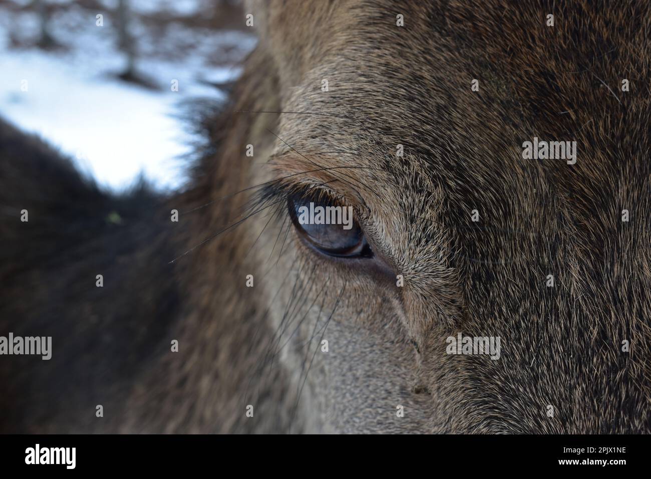 Close up of the eye of a female deer in a reintroduction enclosure ...