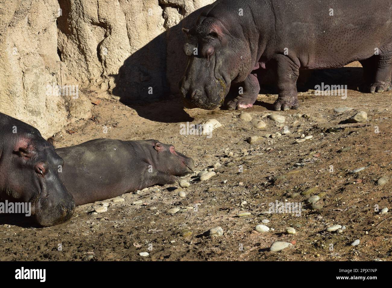 Hippopotamus family with cub in the enclosure of the Zoom naturalistic ...