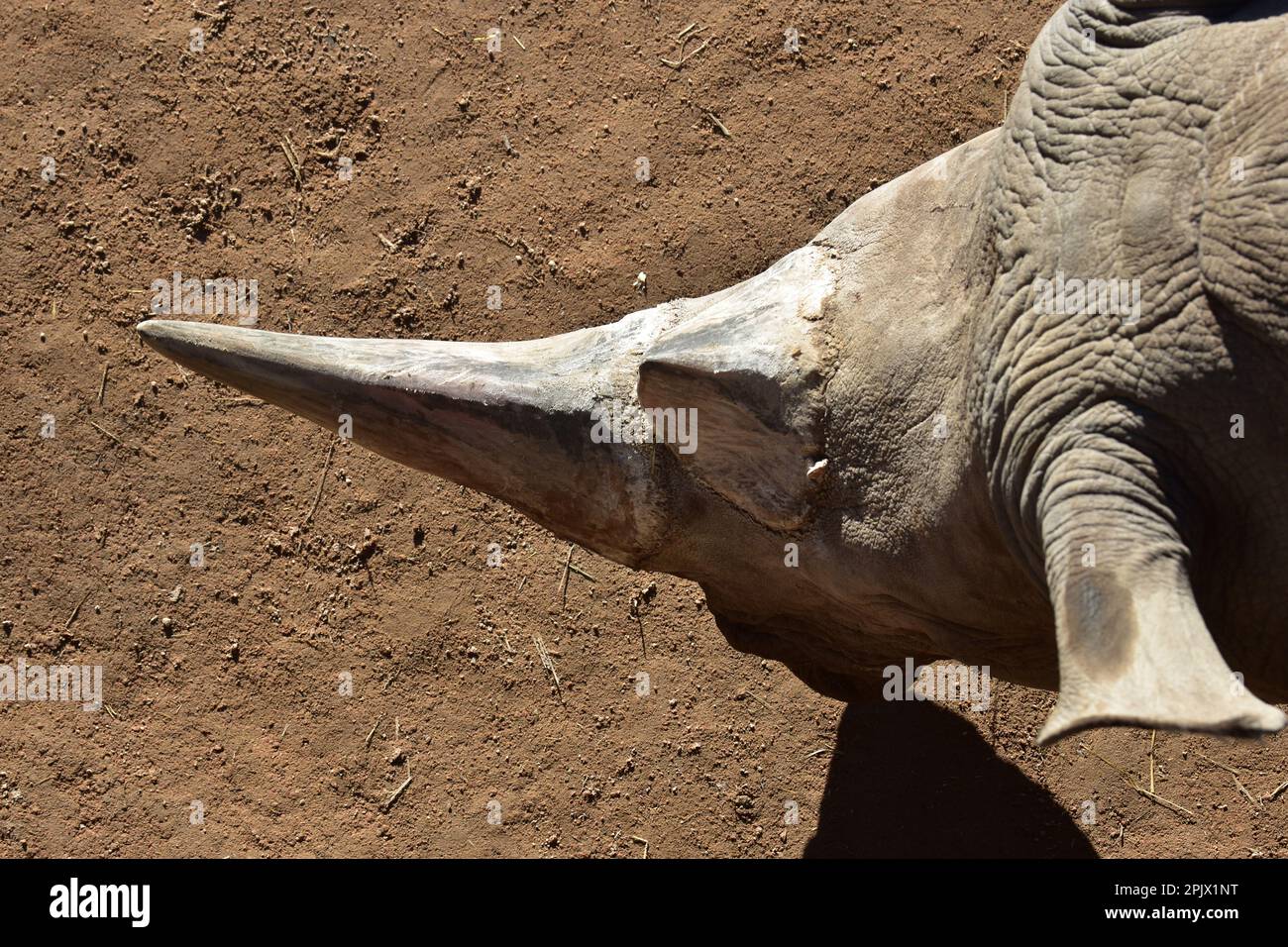 Detail of white rhino horn in the naturalistic park Zoom for ...