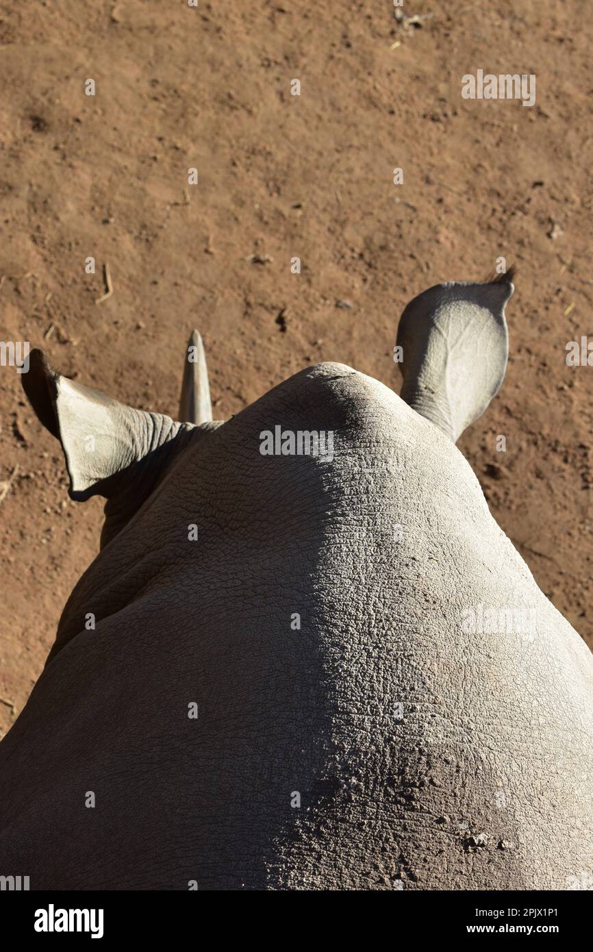 Detail of the back of white rhinoceros in the naturalistic park Zoom ...