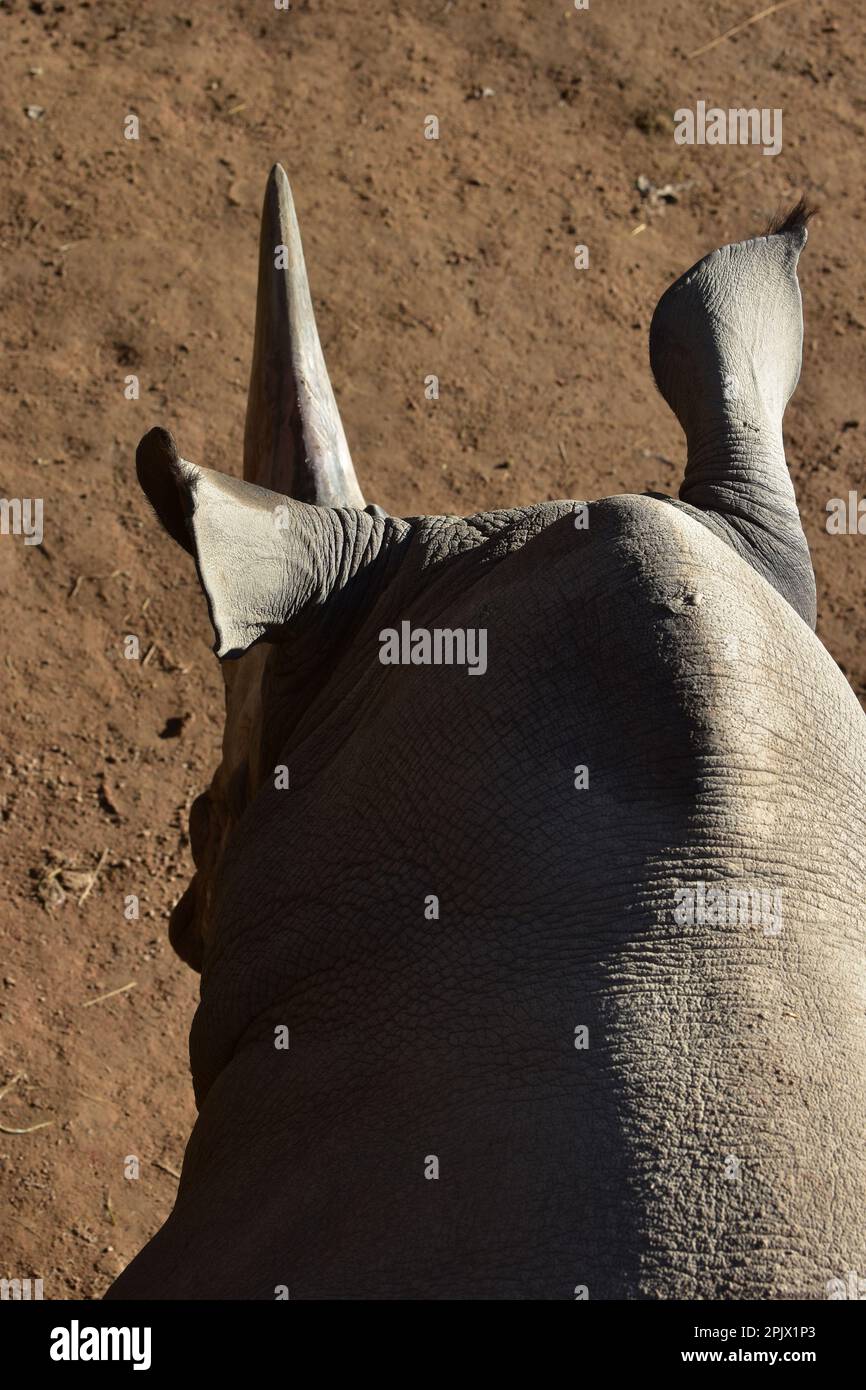 Detail of the back of white rhinoceros in the naturalistic park Zoom ...
