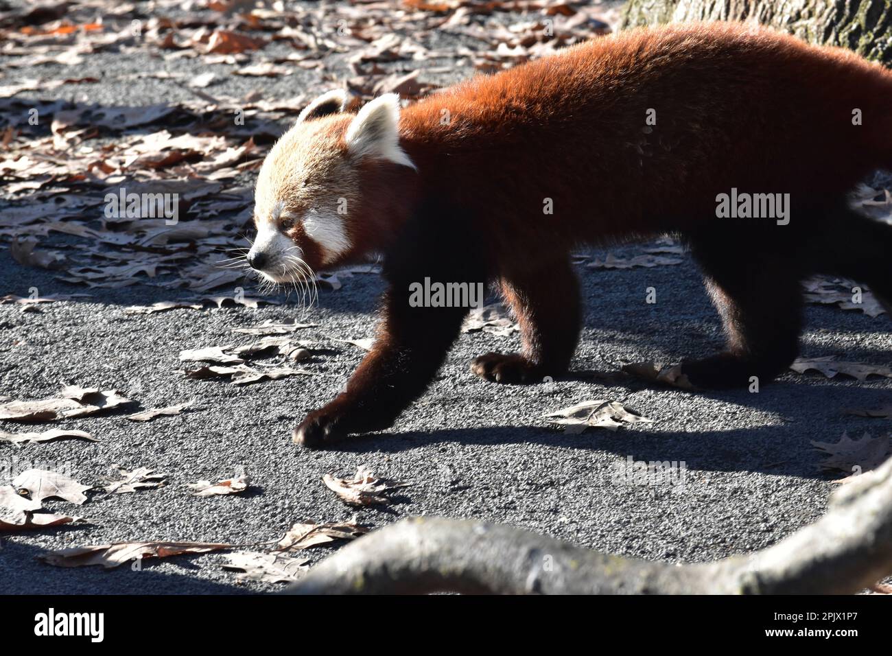 A Red Panda in the Zoom naturalistic park in Pinerolo; Piedmont; Italy ...