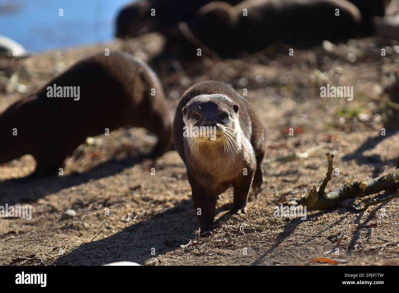 Asian Small-clawed Otter family in the naturalistic park Zoom; Pinerolo ...