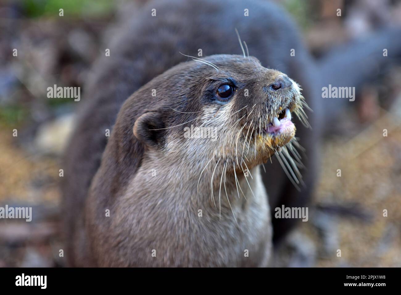 Asian Small-clawed Otter family in the naturalistic park Zoom; Pinerolo ...