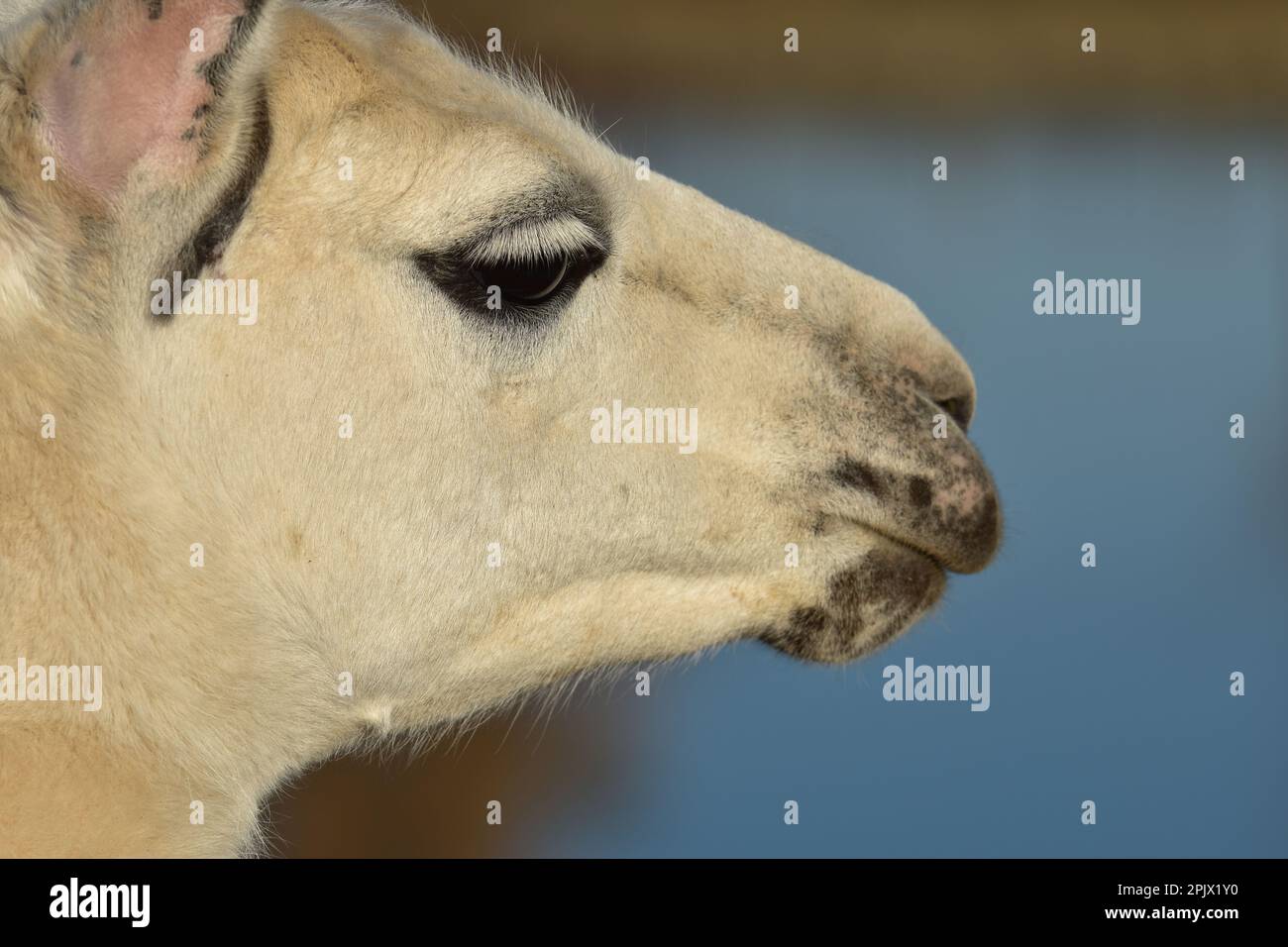 A Lama in the Zoom nature park; Pinerolo; Piedmont; Italy Stock Photo ...