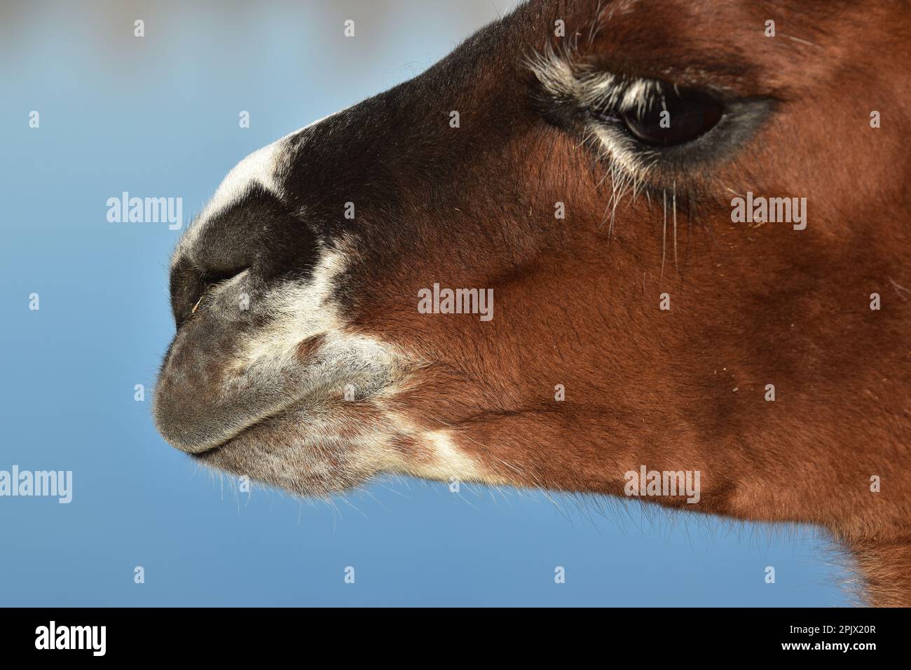 A Lama in the Zoom nature park; Pinerolo; Piedmont; Italy Stock Photo ...