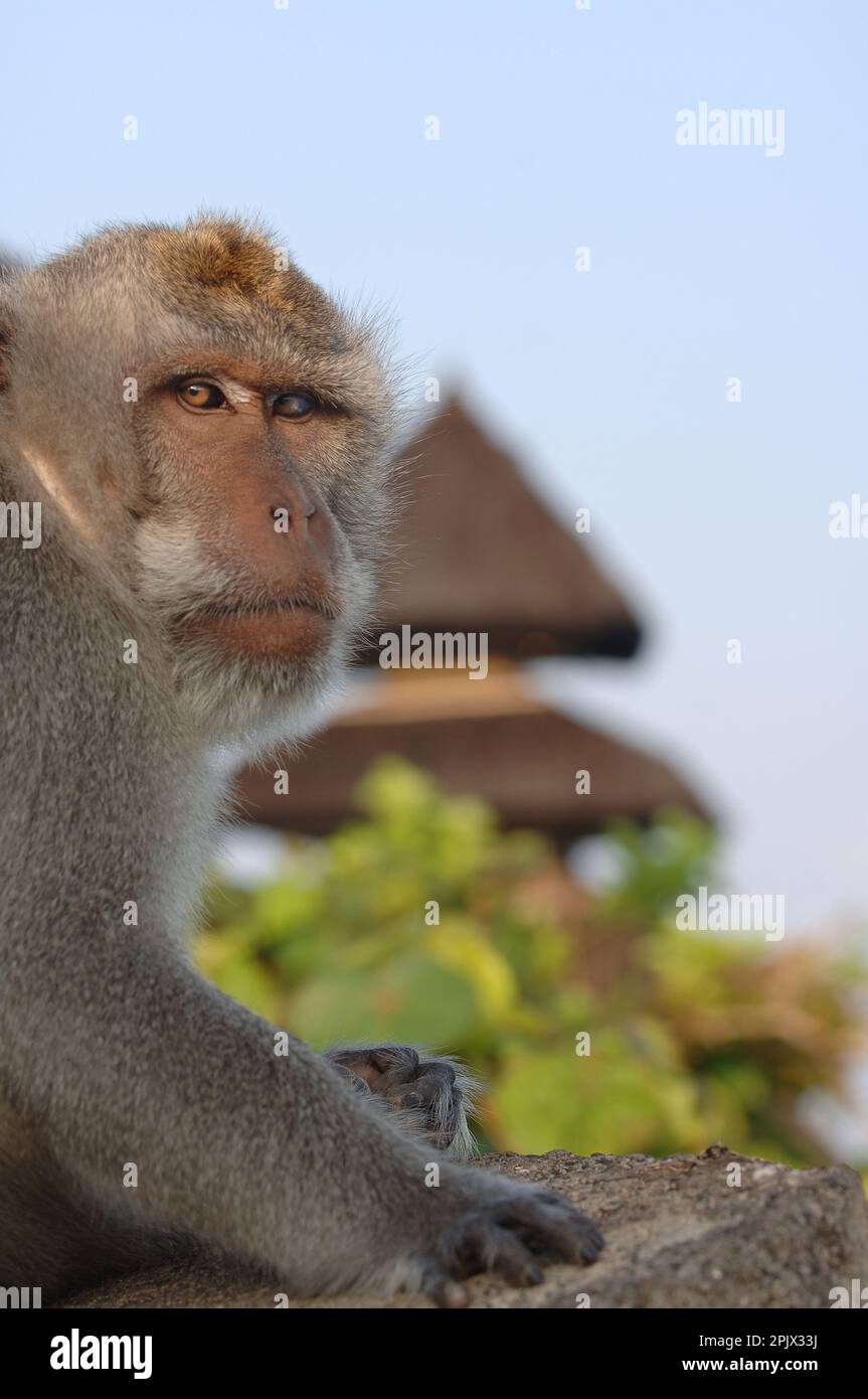 Monkeys living in the Pura Luhur Ulu Watu temple in Bukit Peninsul ...