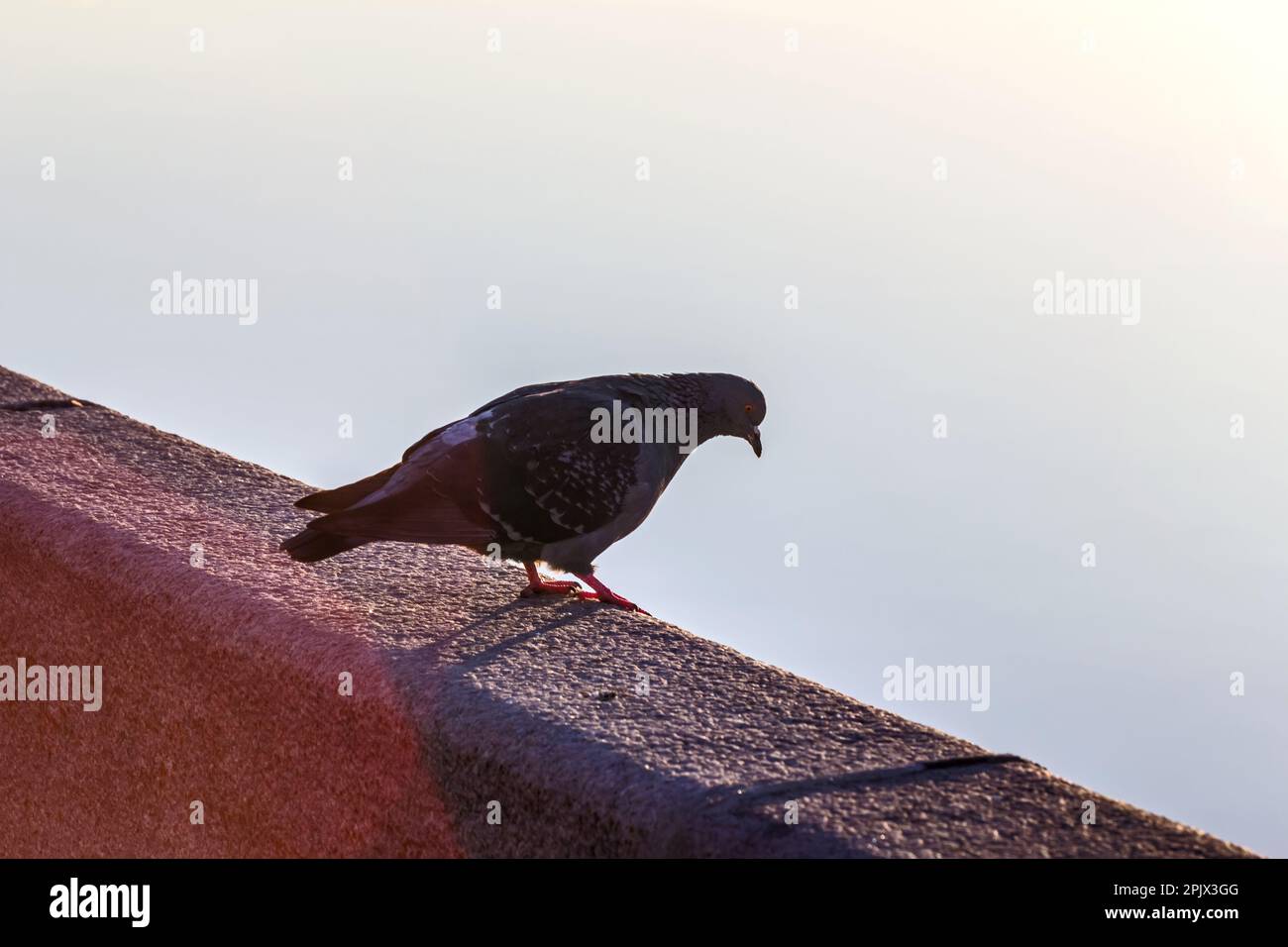 Real pretty pigeon on granite parapet of embankment in early morning ...