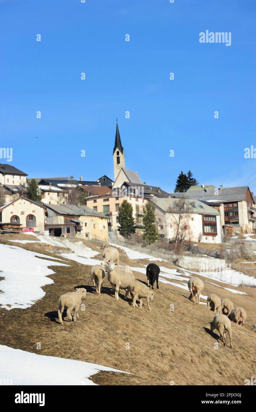A sheep flock outside the village of Guarda, Engadin, Switzerland Stock ...