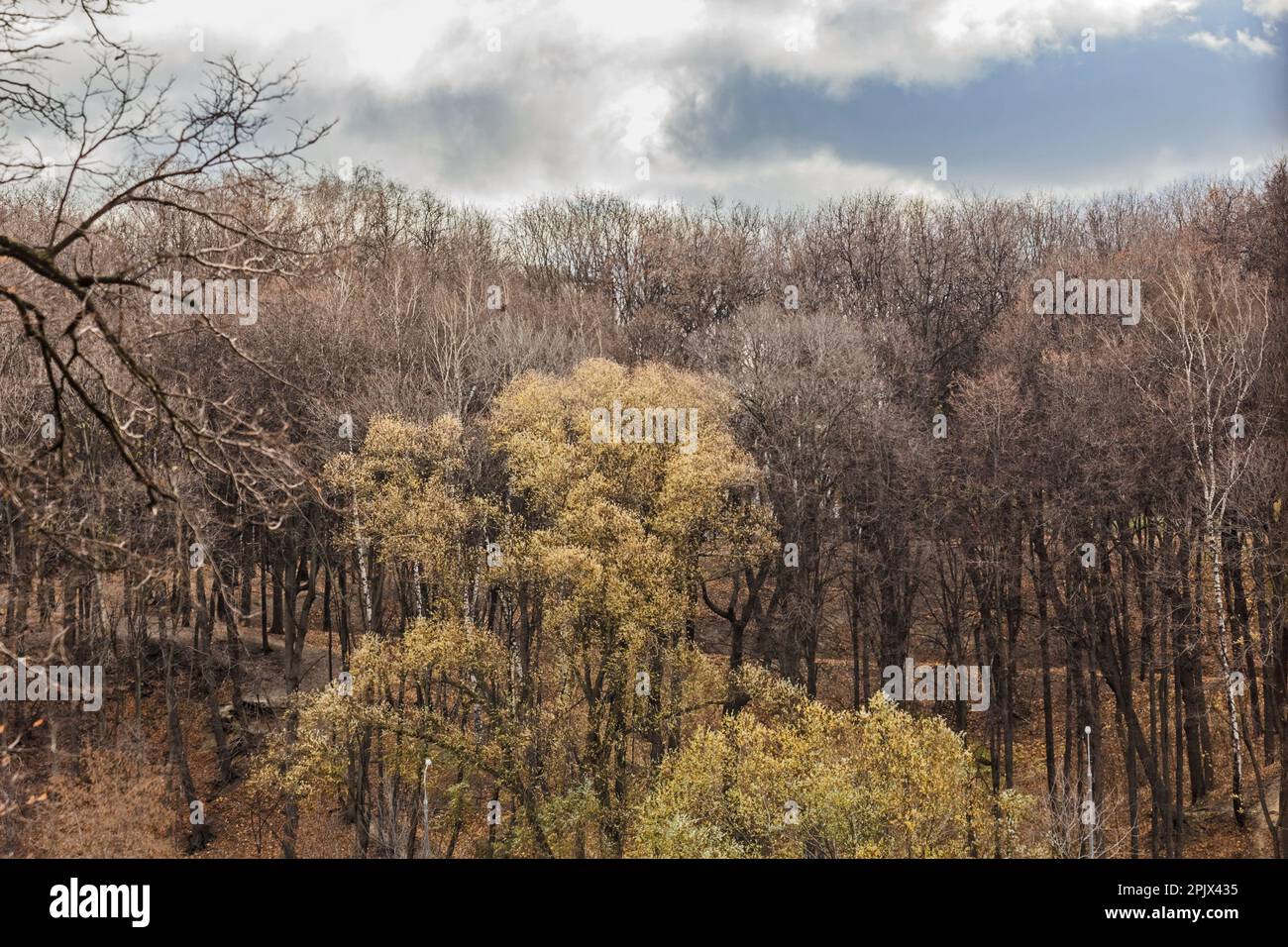Real pretty colour landscape with flying autumn trees in park relax ...