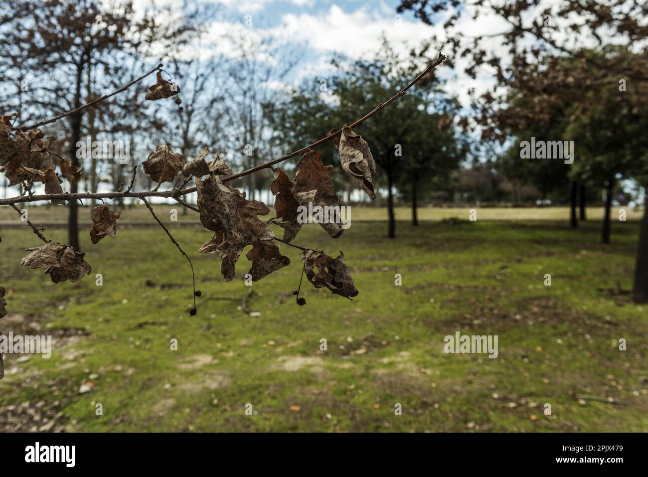 A tree branch with withered leaves in a park with grass Stock Photo - Alamy
