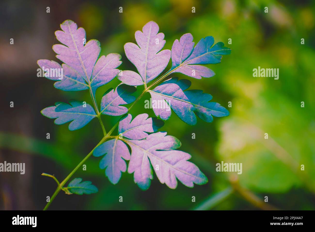 Beautiful chinaberry tree leaf Stock Photo - Alamy