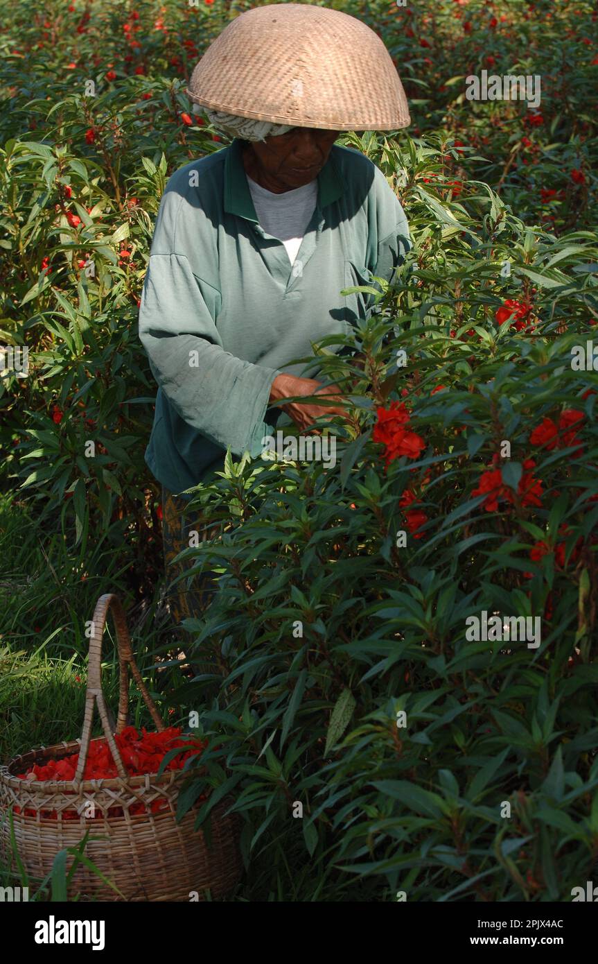 The flower picker hi-res stock photography and images - Alamy