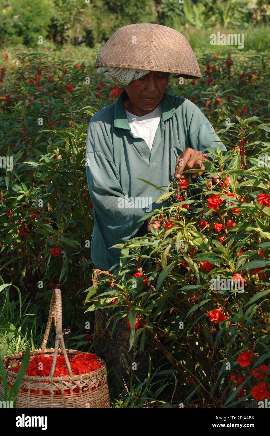 The flower picker hi-res stock photography and images - Alamy