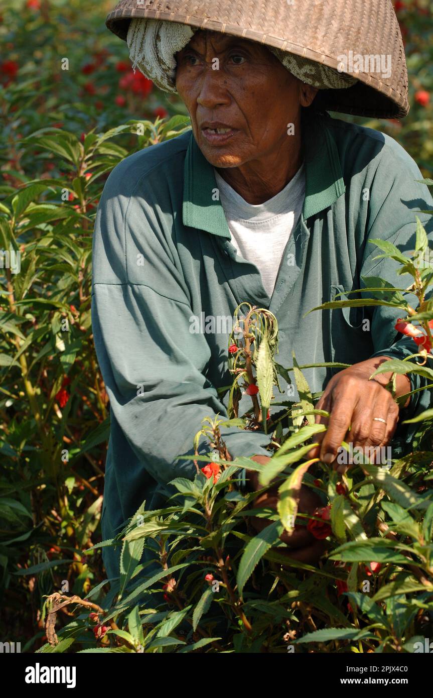 red flower picker in Bali Stock Photo - Alamy