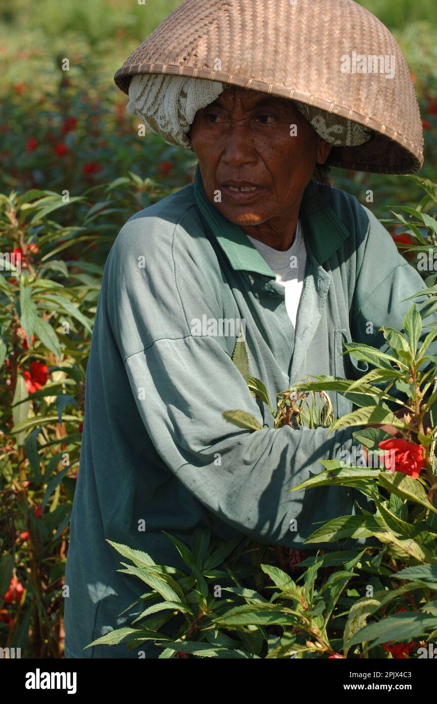 red flower picker in Bali Stock Photo - Alamy