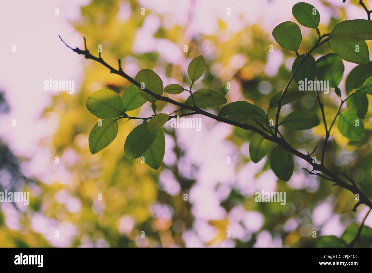 A bengali lime tree branch Stock Photo - Alamy