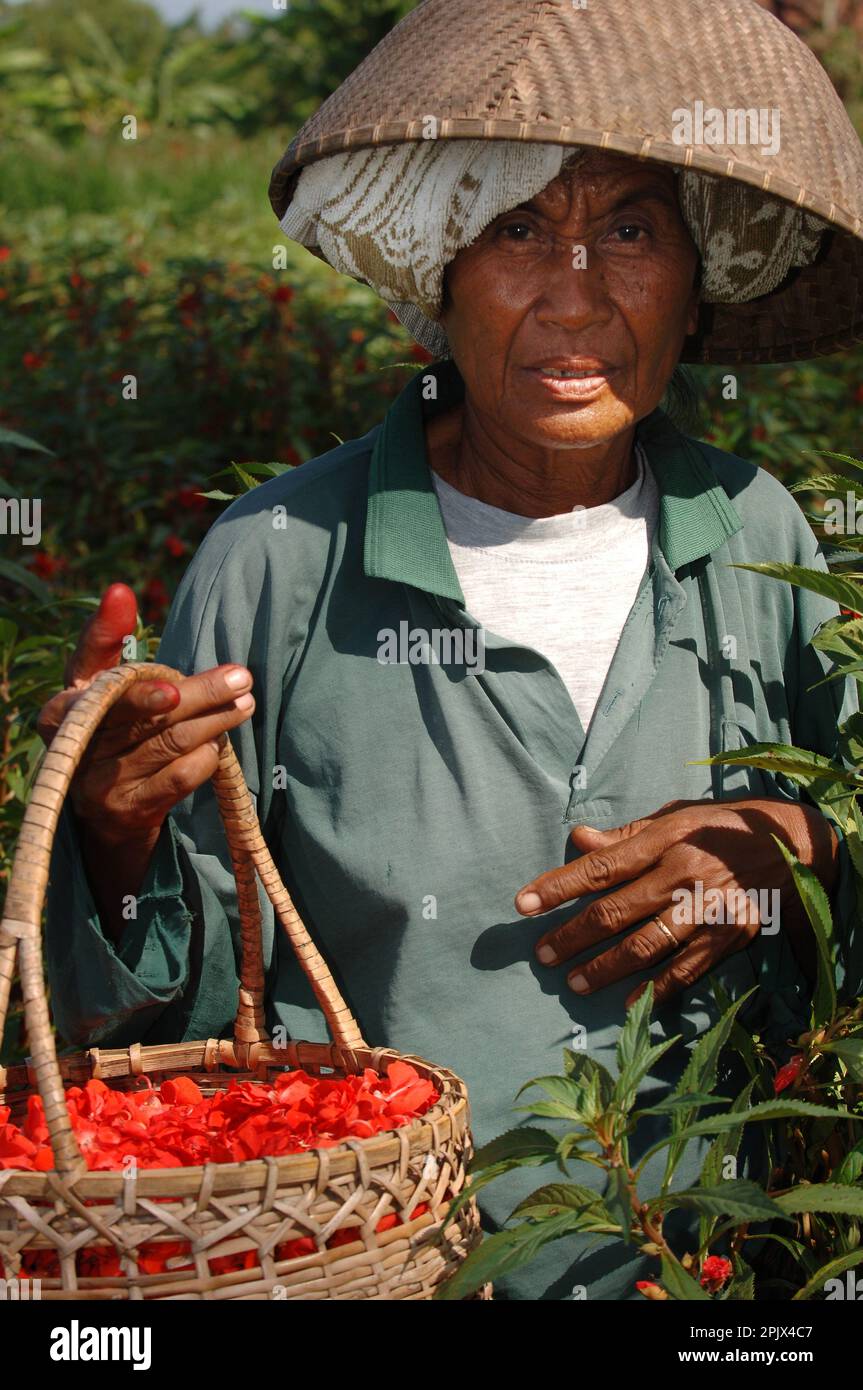 red flower picker in Bali Stock Photo - Alamy