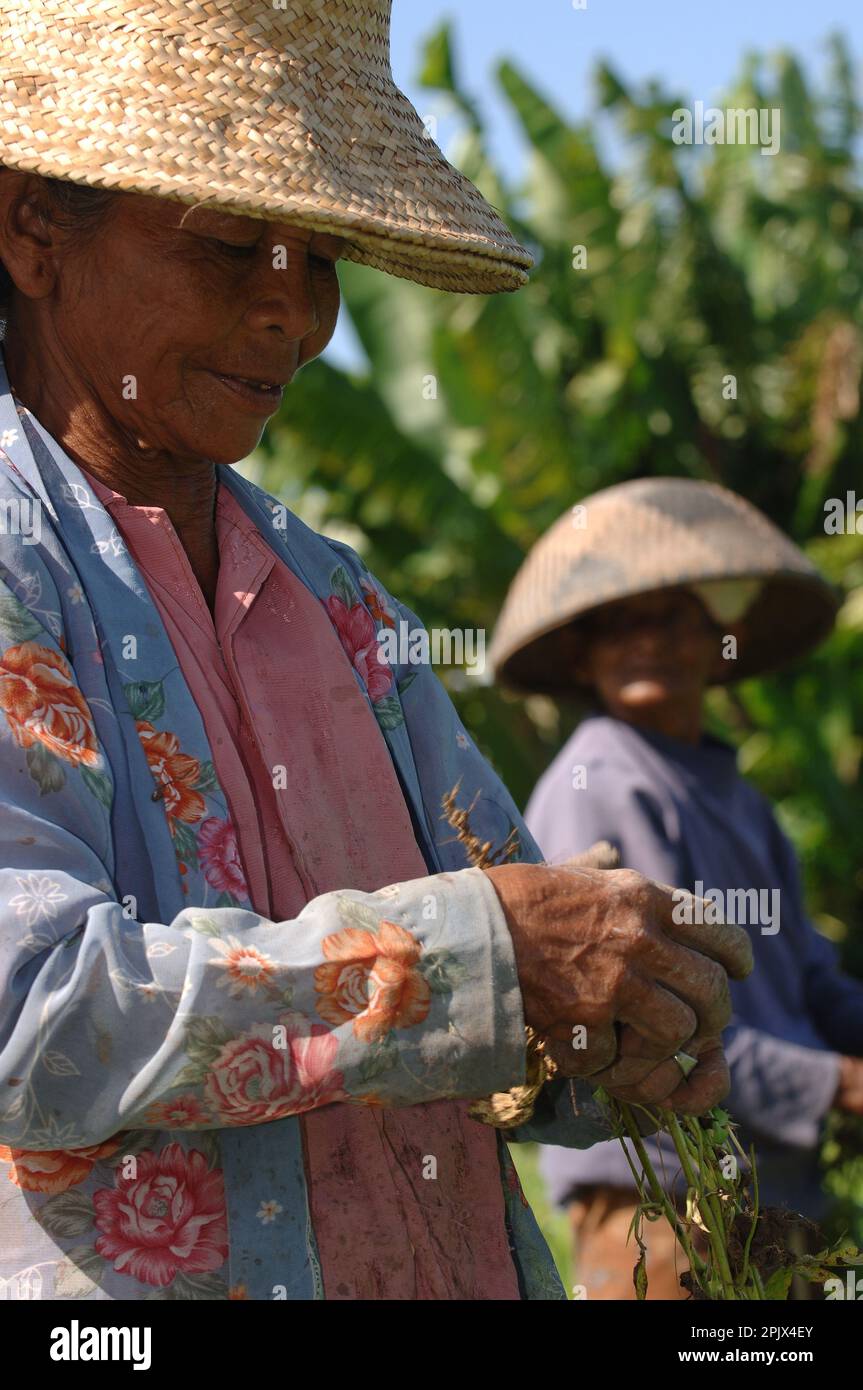 peanuts collector in Bali Stock Photo - Alamy
