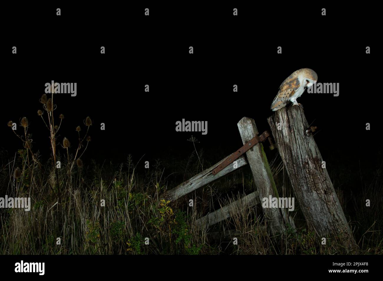 Night hunting bird hi-res stock photography and images - Alamy