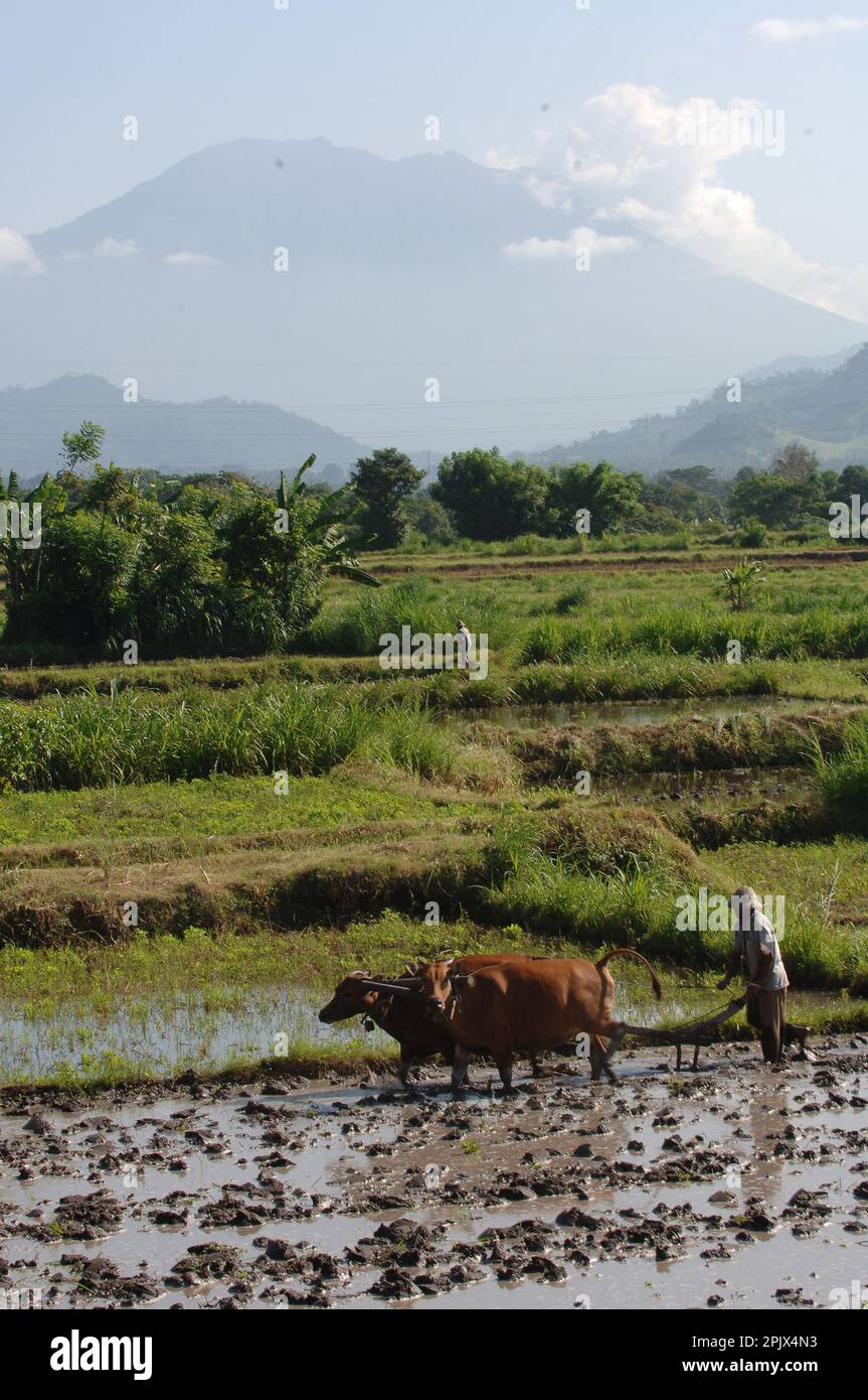 Rice fields in Bali near Lebin Stock Photo - Alamy