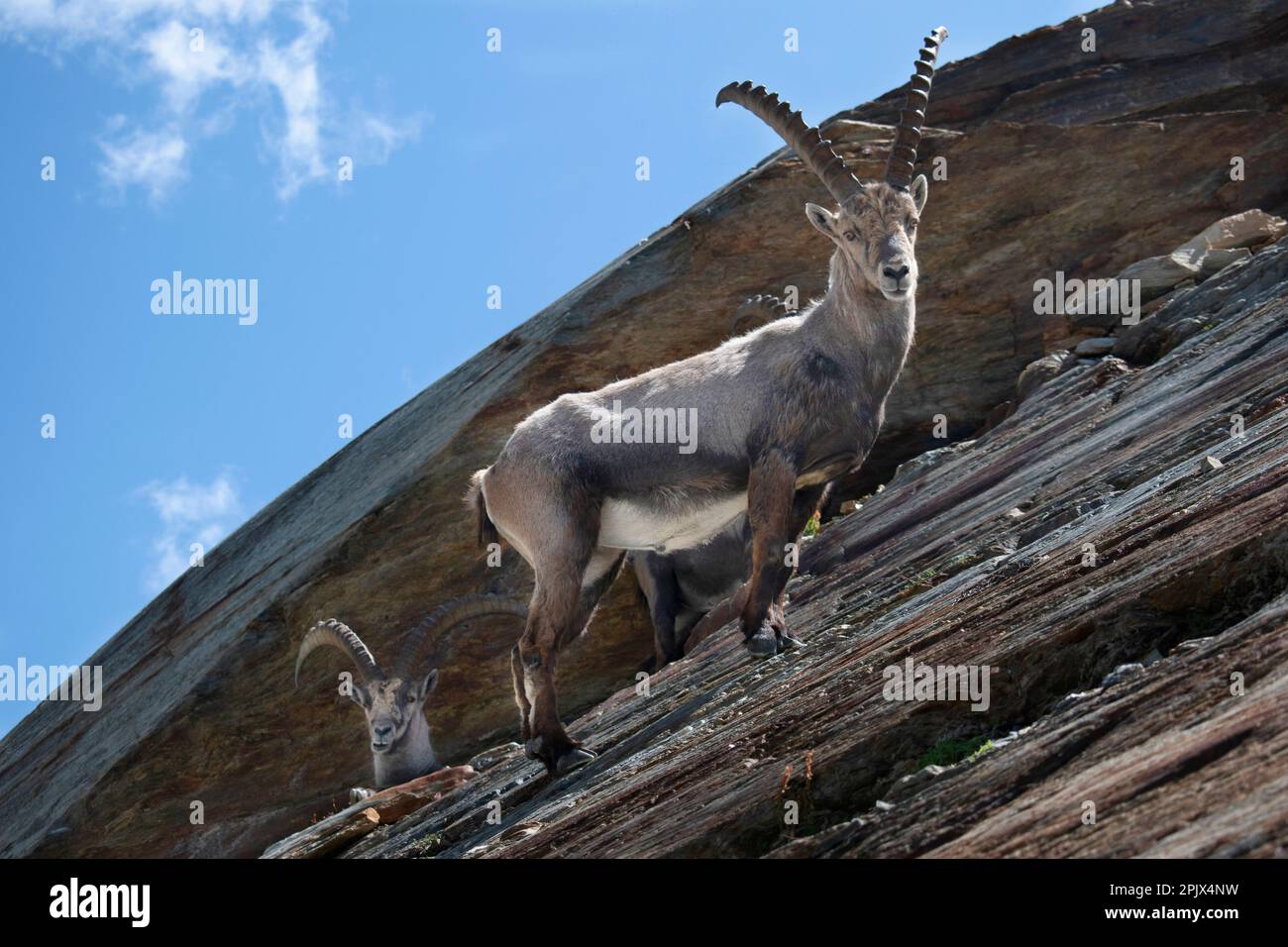 Ibex near the Fellaria lake during the excursion to the glaceological ...
