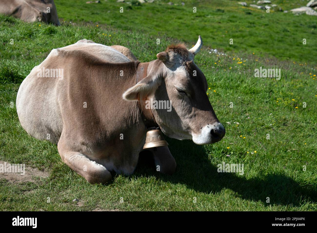 Mountain farm life during th excursion to the glaceological paths and ...