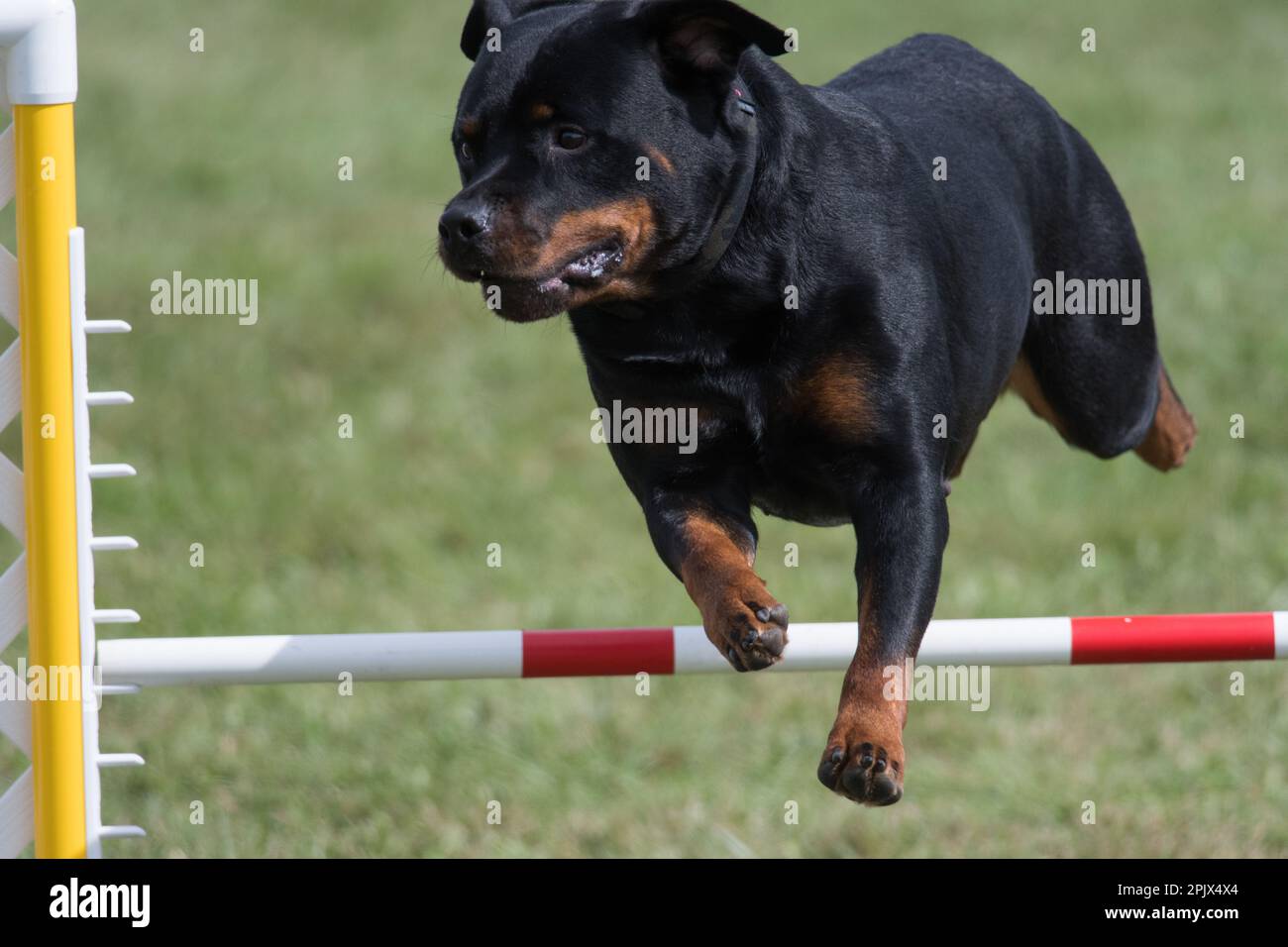 Dog rottweiler jumping agility hi-res stock photography and images - Alamy