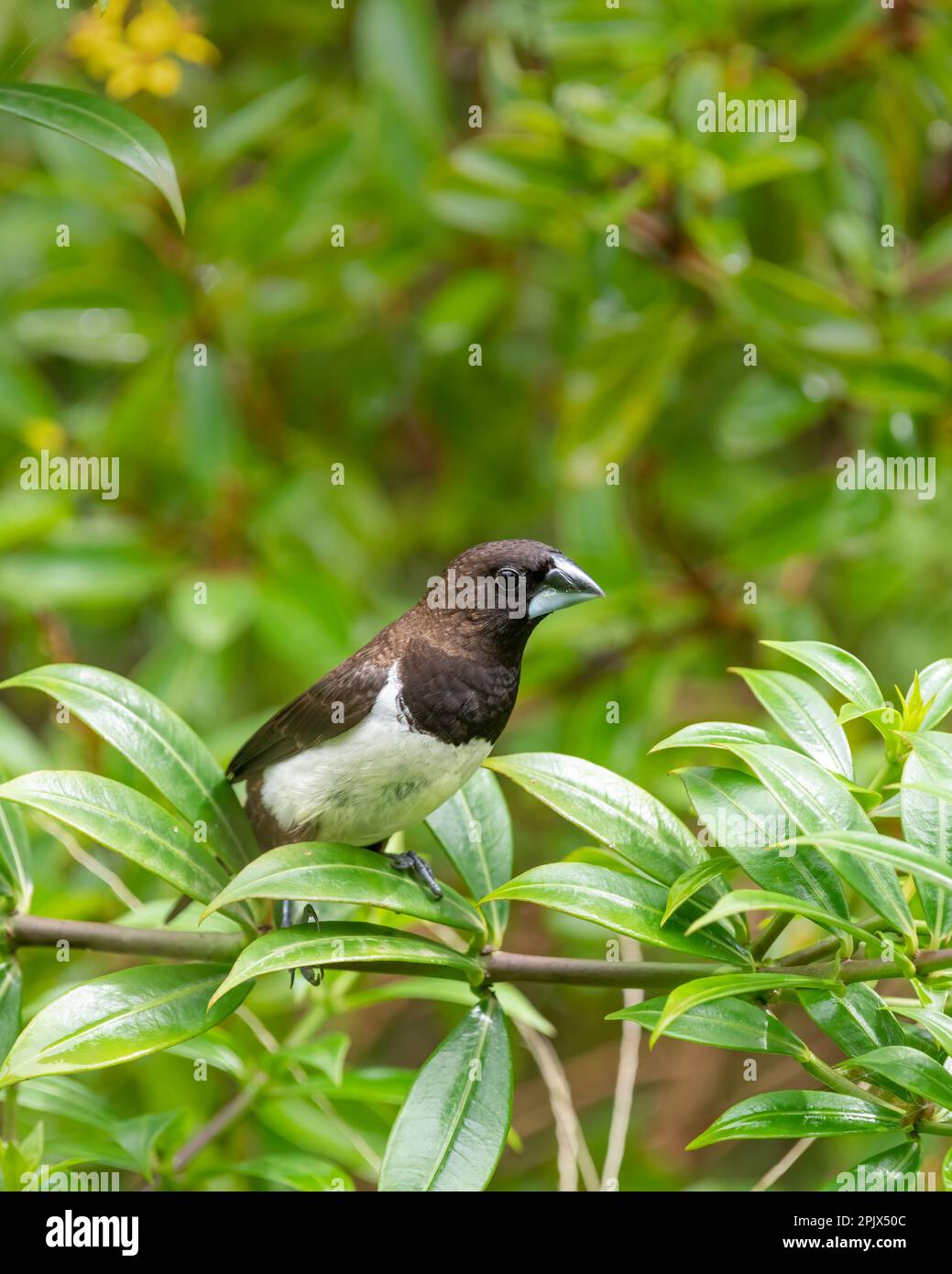 a cute white-bellied munia (Lonchura leucogastra), perched on a leafy ...