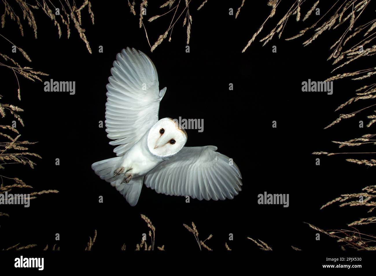 Barn owl (Tyto alba) hunting Stock Photo - Alamy
